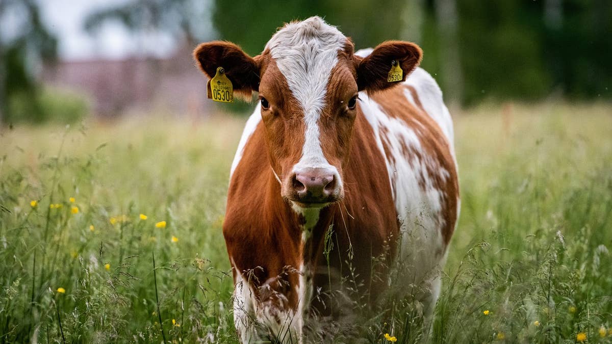 Driver seriously injured after hitting cows, rolling truck