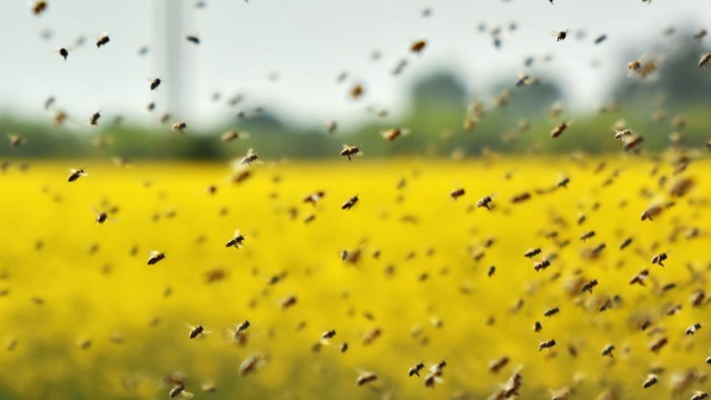 Michigan battery project sparks recall effort after farm warns noise ...