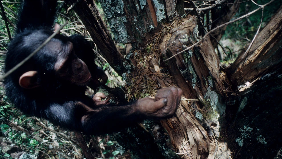 14 remarkable examples of animal tool use