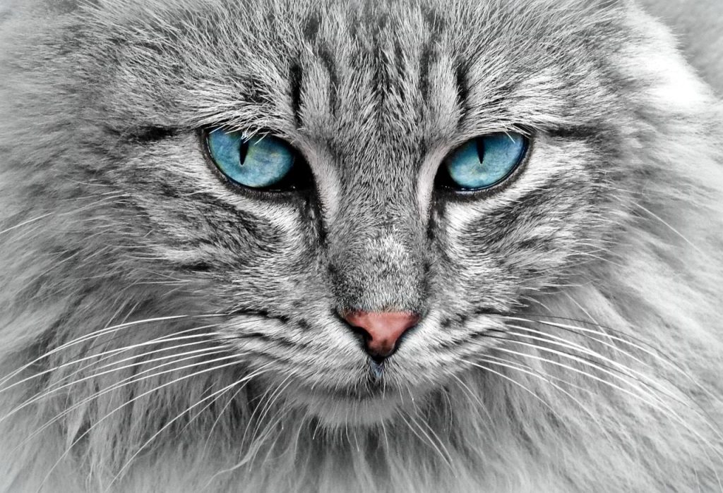 The real reason your cat behaves differently with your partner