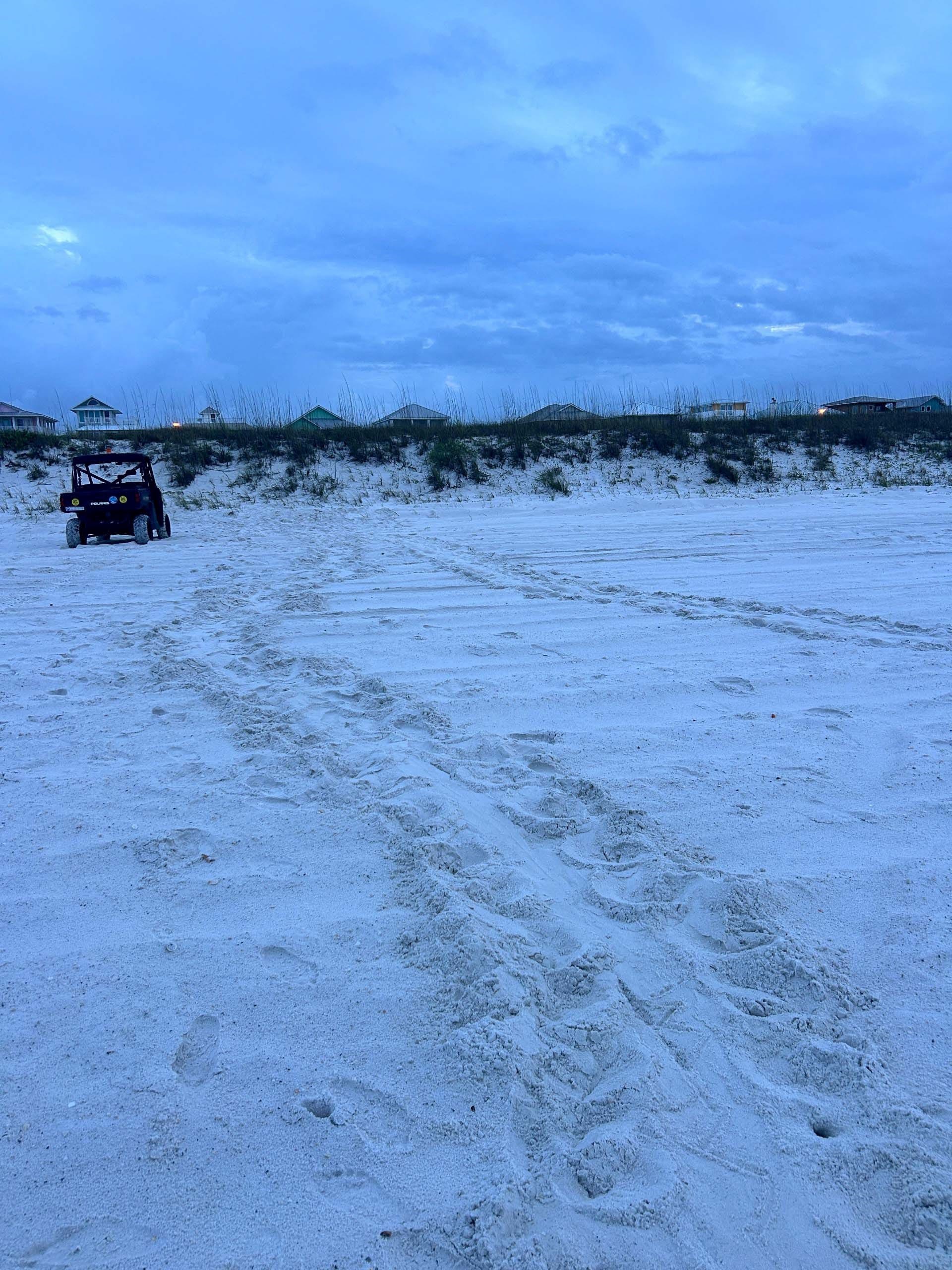 Five loggerhead nests discovered on Pensacola Beach, 4 in Perdido Key