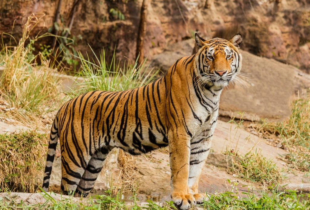 12 wild animals you should never make eye contact with