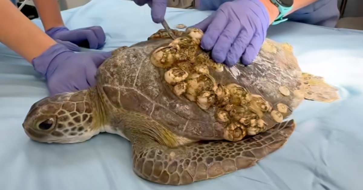 'Crusty green' sea turtles covered in barnacles get a 2-month spa treatment