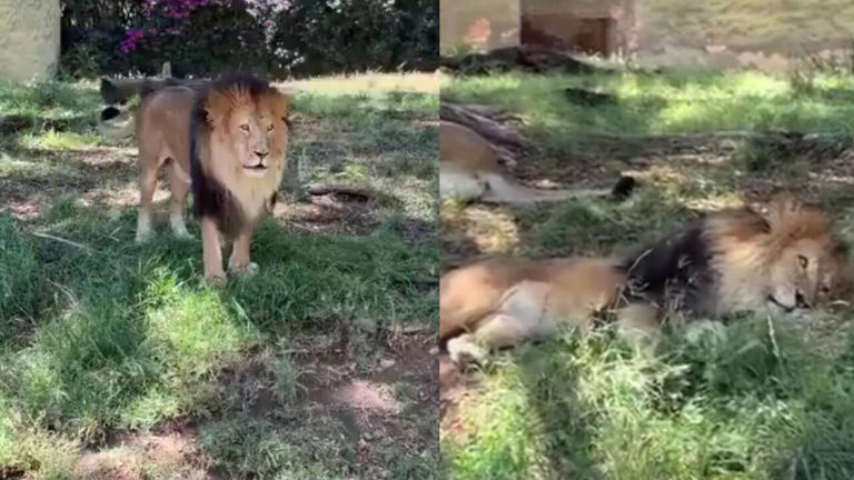 Video muestra a visitante lanzando una piedra a un león en el zoológico ...
