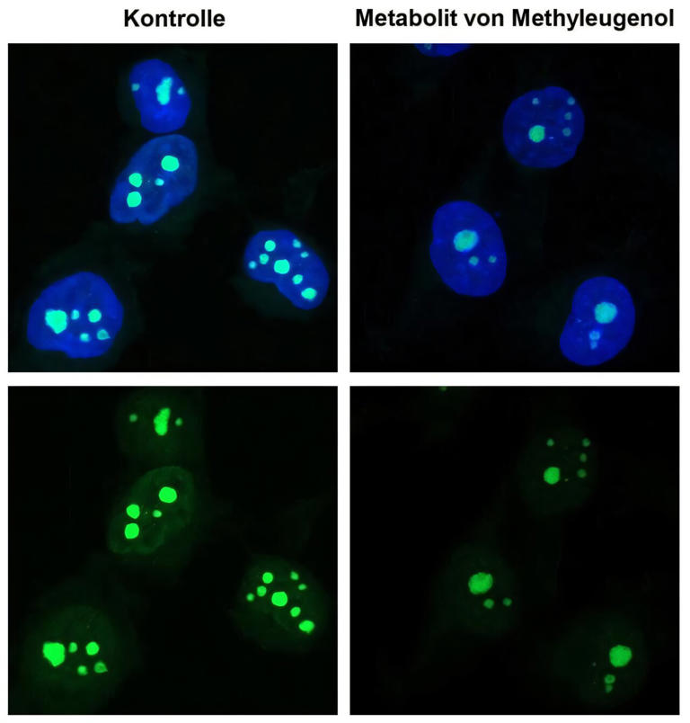 Basil and fennel compound may build up dangerous DNA damage in ...