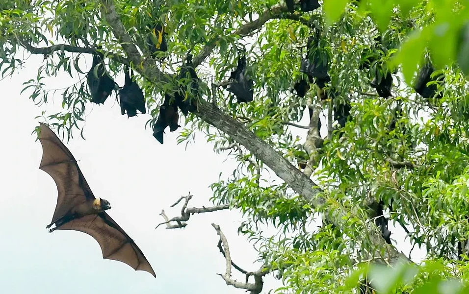 Why bats might be your garden’s secret superheroes