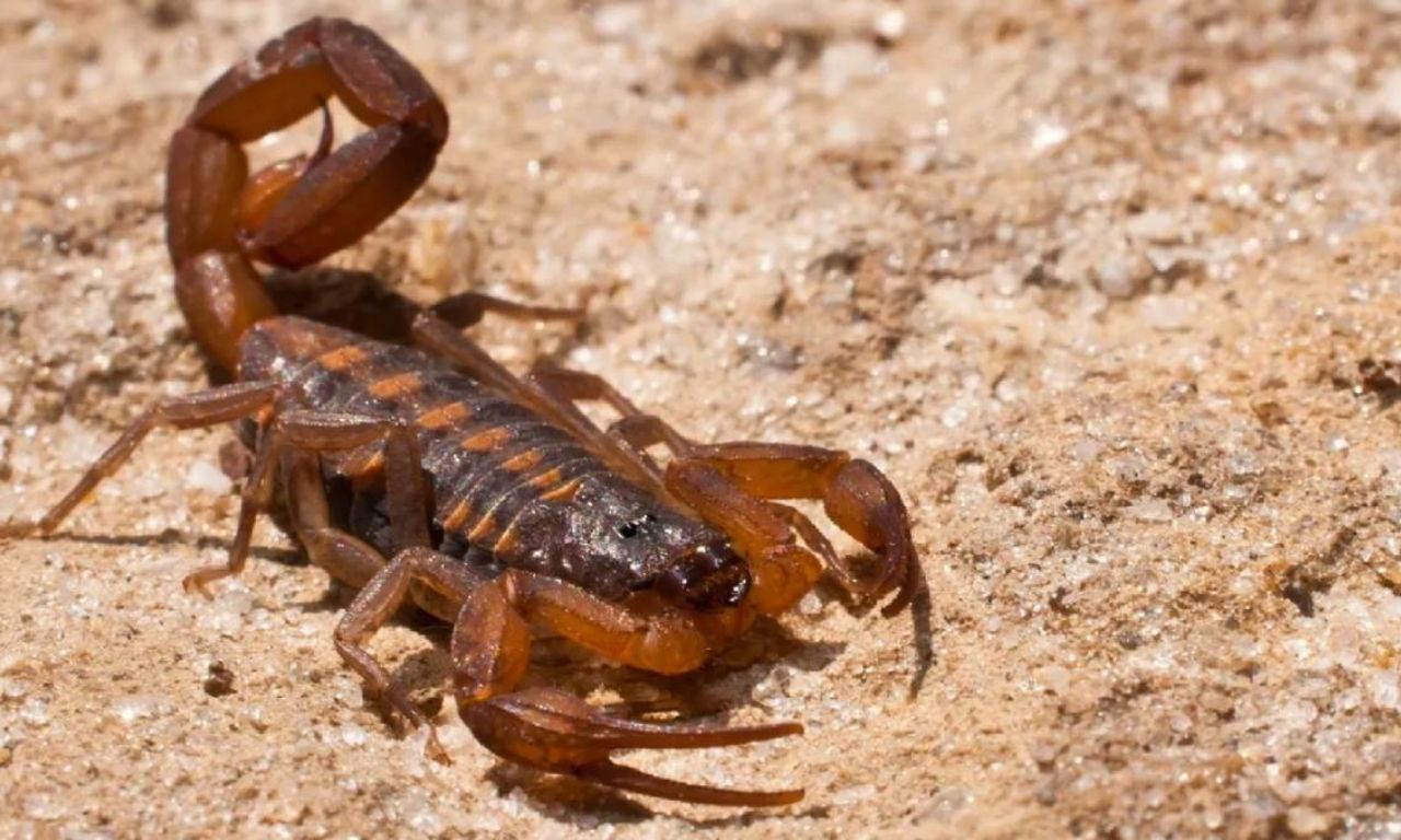 Qué significan los alacranes en tu casa según la espiritualidad
