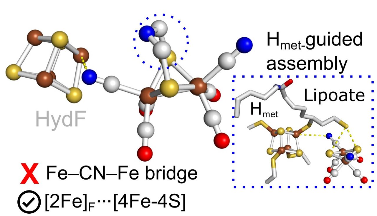 Bridged or not? Scientists uncover a key step in hydrogenase assembly