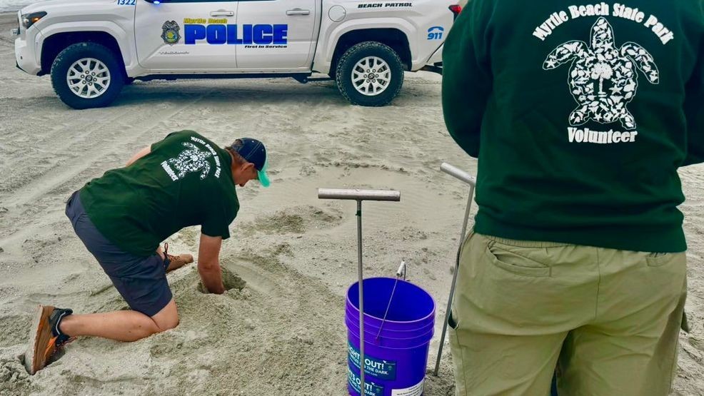 Loggerhead sea turtle lays 119 eggs on Myrtle Beach shore