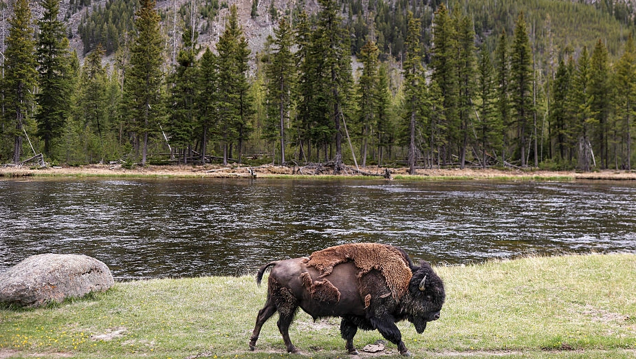 Montana's bison: Giants, history, and conservation