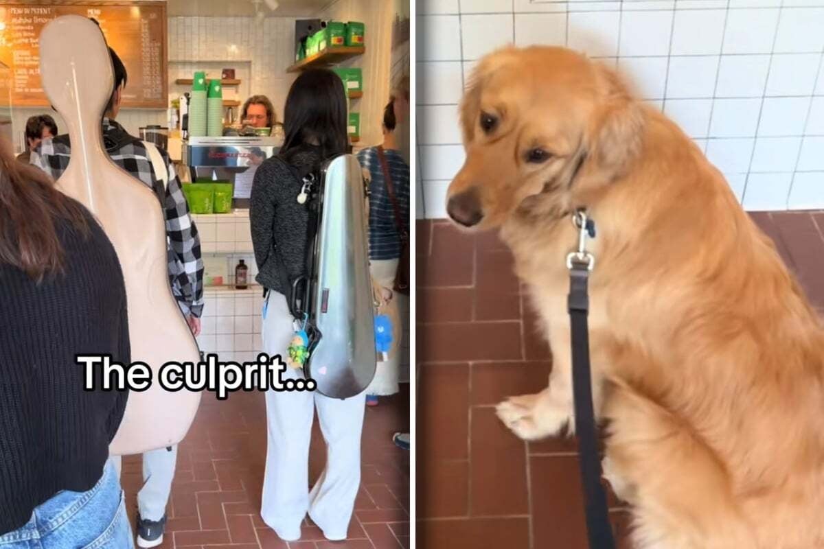 Dog is suddenly terrified for this odd reason: "A full panic attack ...