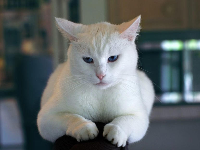 Otitis en gatos: causas, síntomas, diagnóstico, tratamiento y prevención