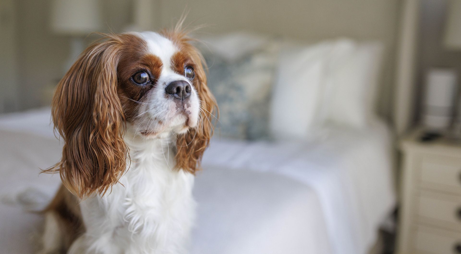 Is your dog a diva? Check out our list of high-maintenance dog breeds