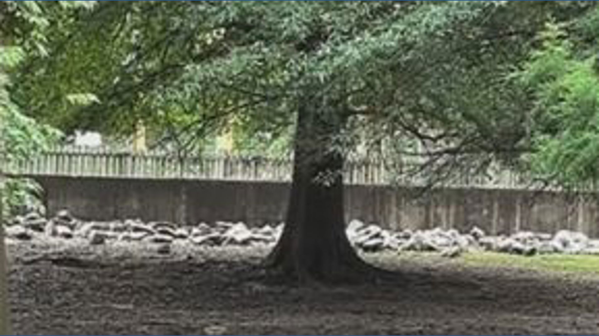 Bongos lock horns, get treats and explore habitat at Memphis Zoo