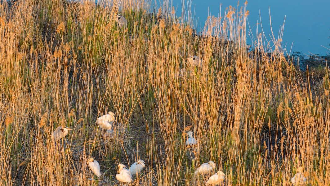 How bird migration is changing with our planet