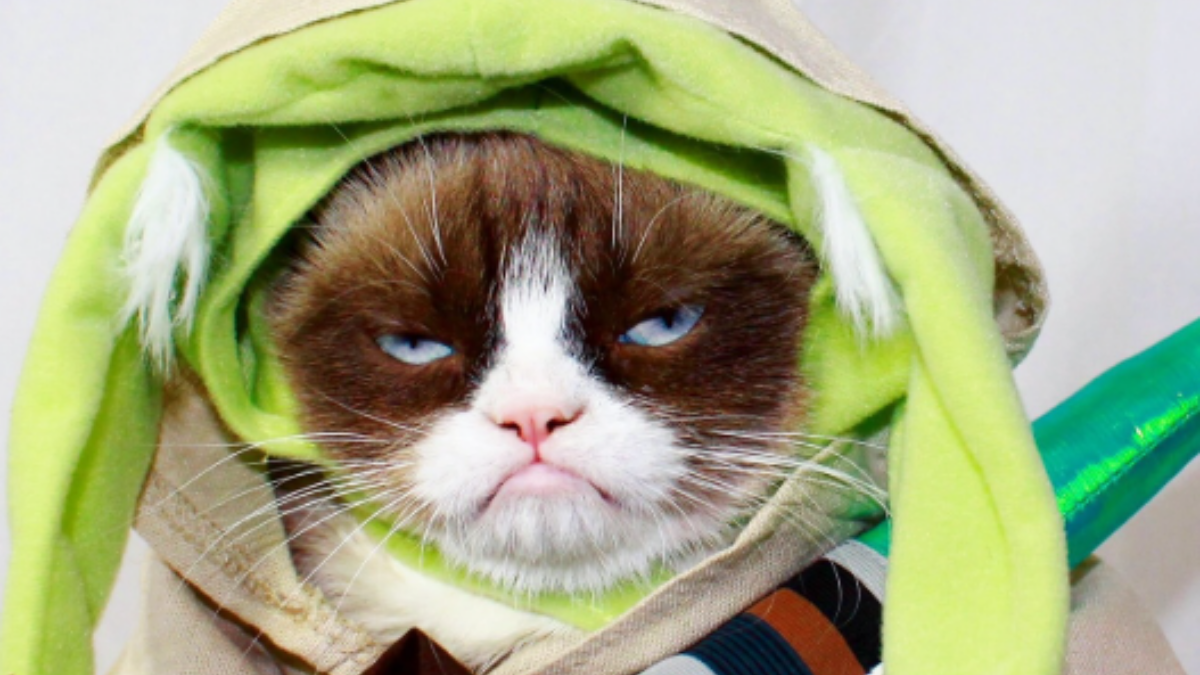 These are the 10 most famous celebrity pets that went viral