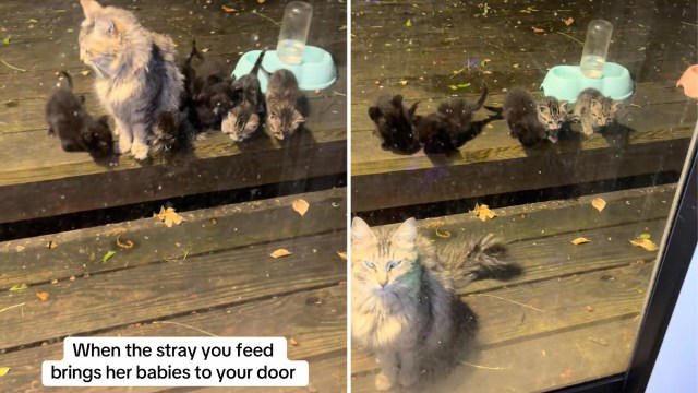 Stray mama cat returns to her favorite feeding spot with 5 kittens ...