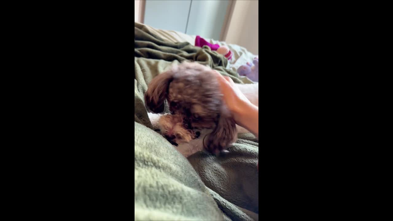 Tiny toy poodle looks furious in play‑fight but politely taps for more