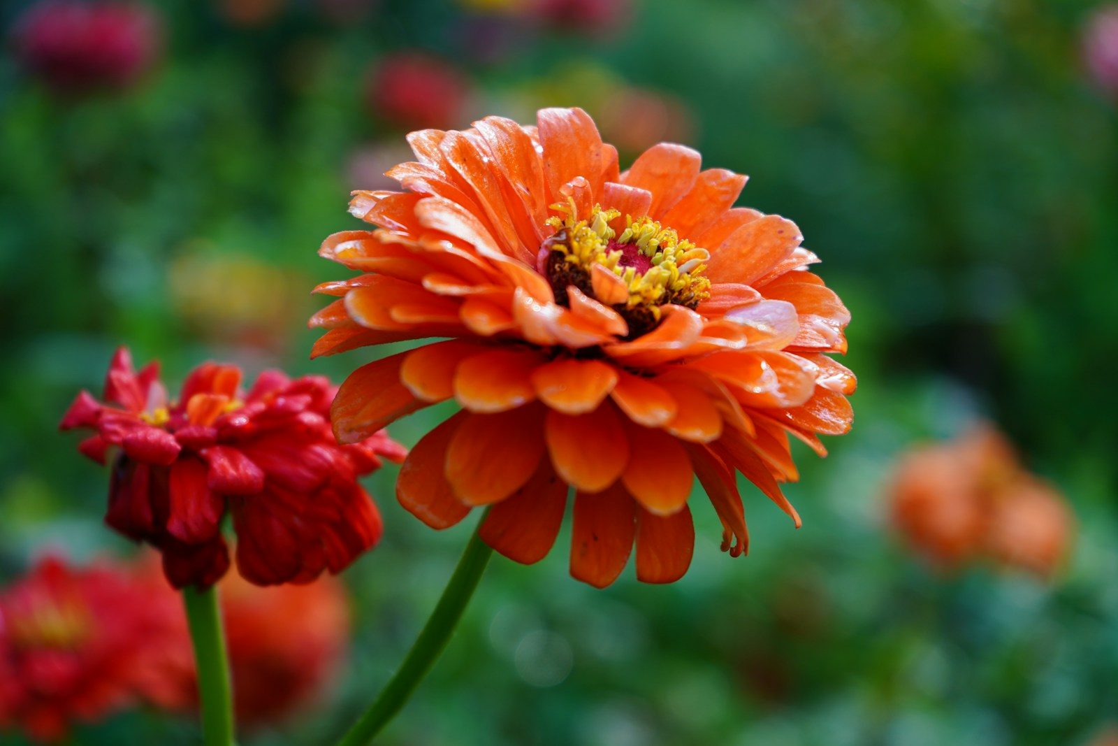 8 cheap flowers that add big color to your garden