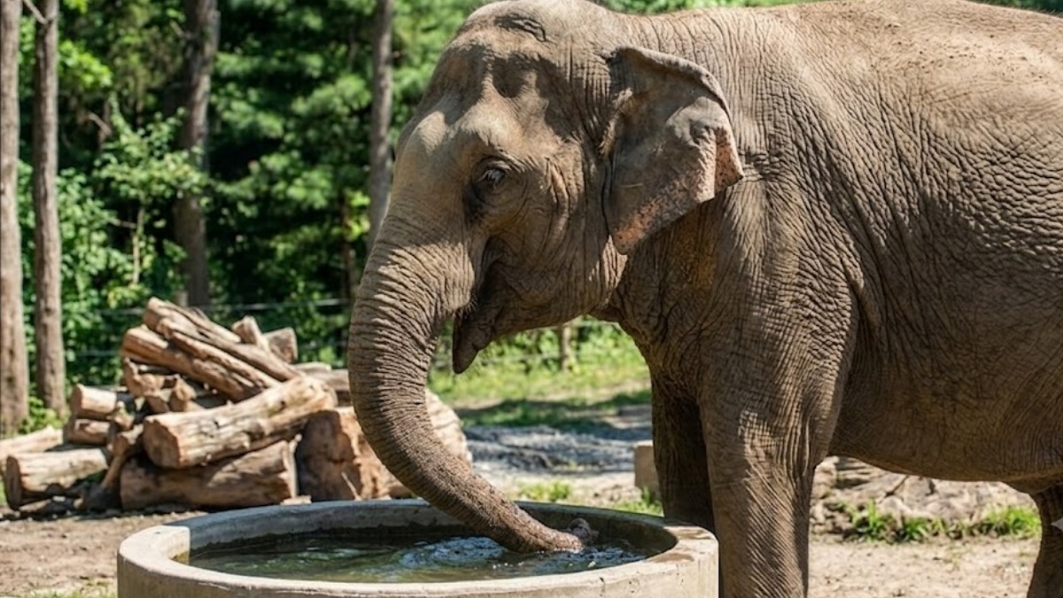 Happy, the Bronx Zoo elephant known for sparking a major animal rights ...