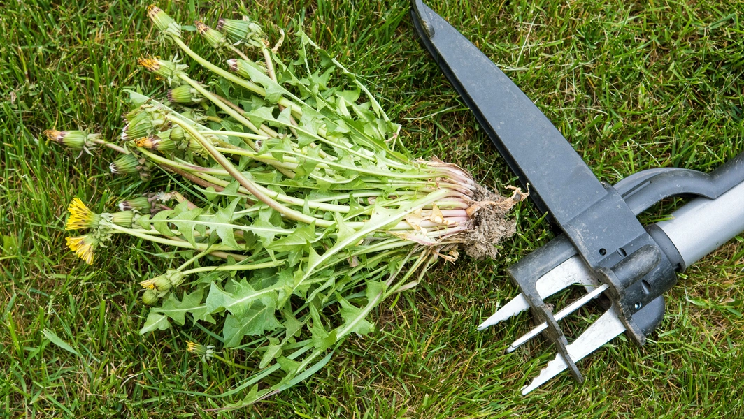 13 common weeds and how to identify them
