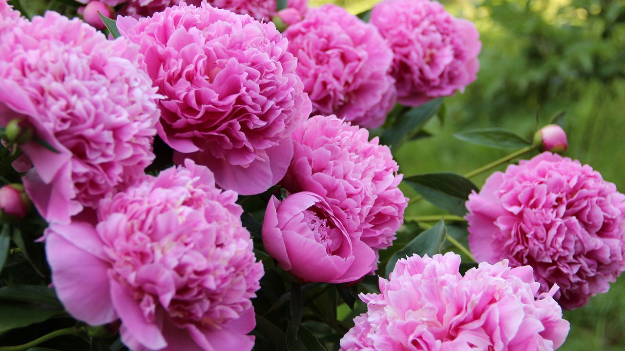 What to do with peonies in June to unlock a stunning show of flowers ...