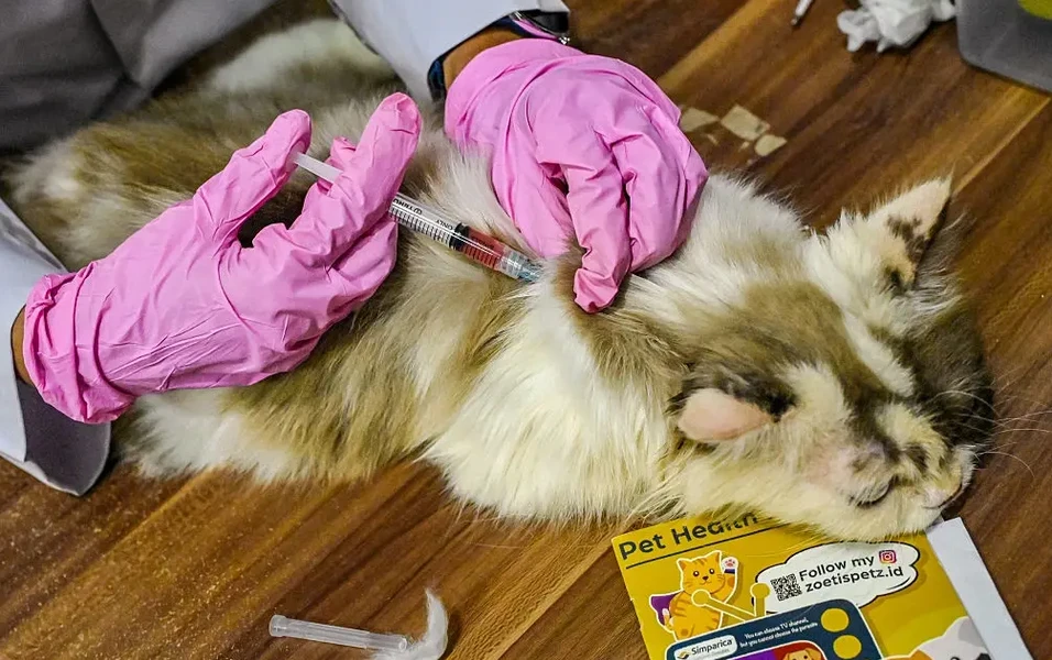 What every pet parent should know about vet meds