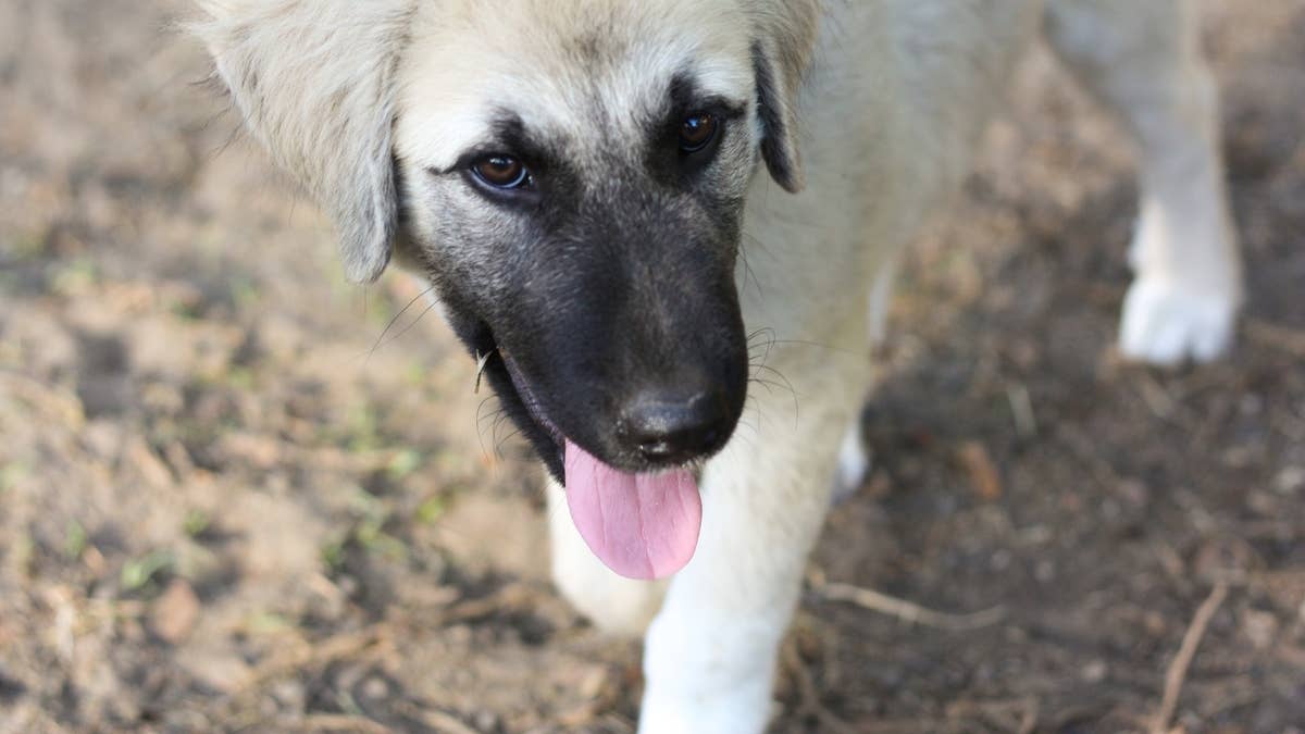 3-month-old livestock guardian dog stuns the barn with his mighty bark