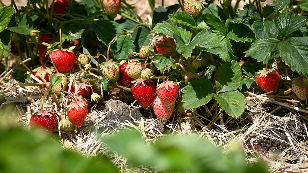 Strawberry desserts to sweeten your summer days