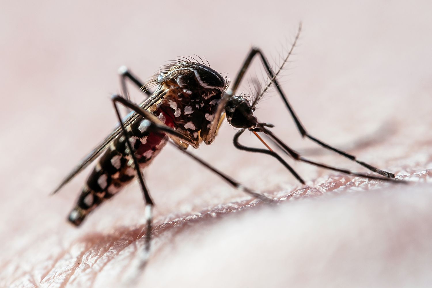 32 million 'good mosquitoes' may be released in 2 states as part of ...