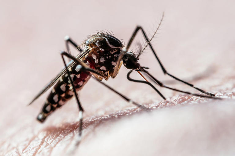 32 million 'good mosquitoes' may be released in 2 states as part of ...