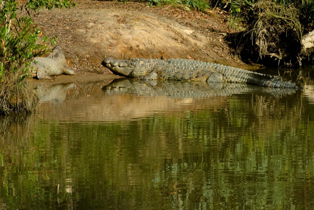 Why saltwater crocodiles are so dangerous