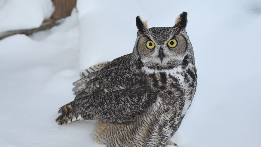 7 nocturnal predators of the United States
