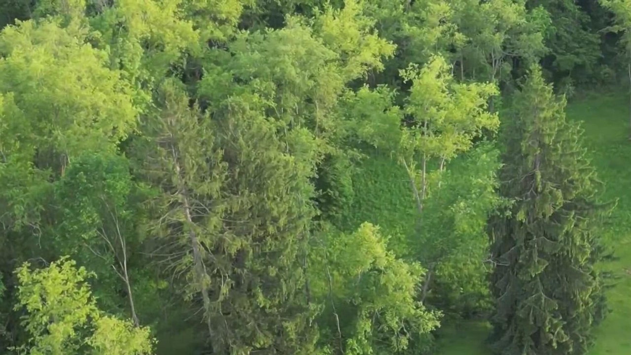 Tree trimmer killed in "freak accident," police chief says