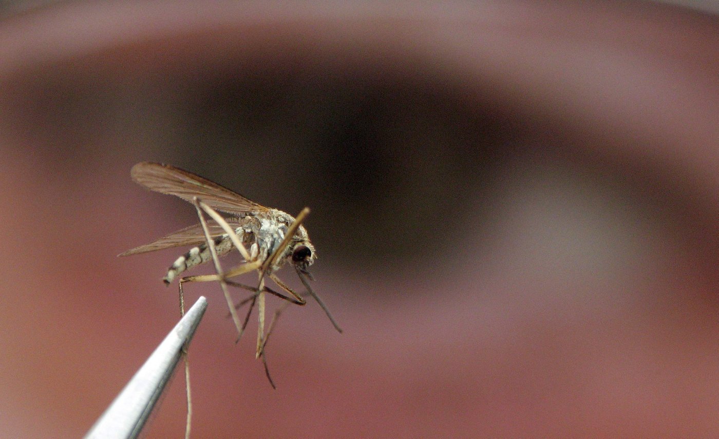 Des moustiques envahissants et un virus ont été détectés en Colombie ...