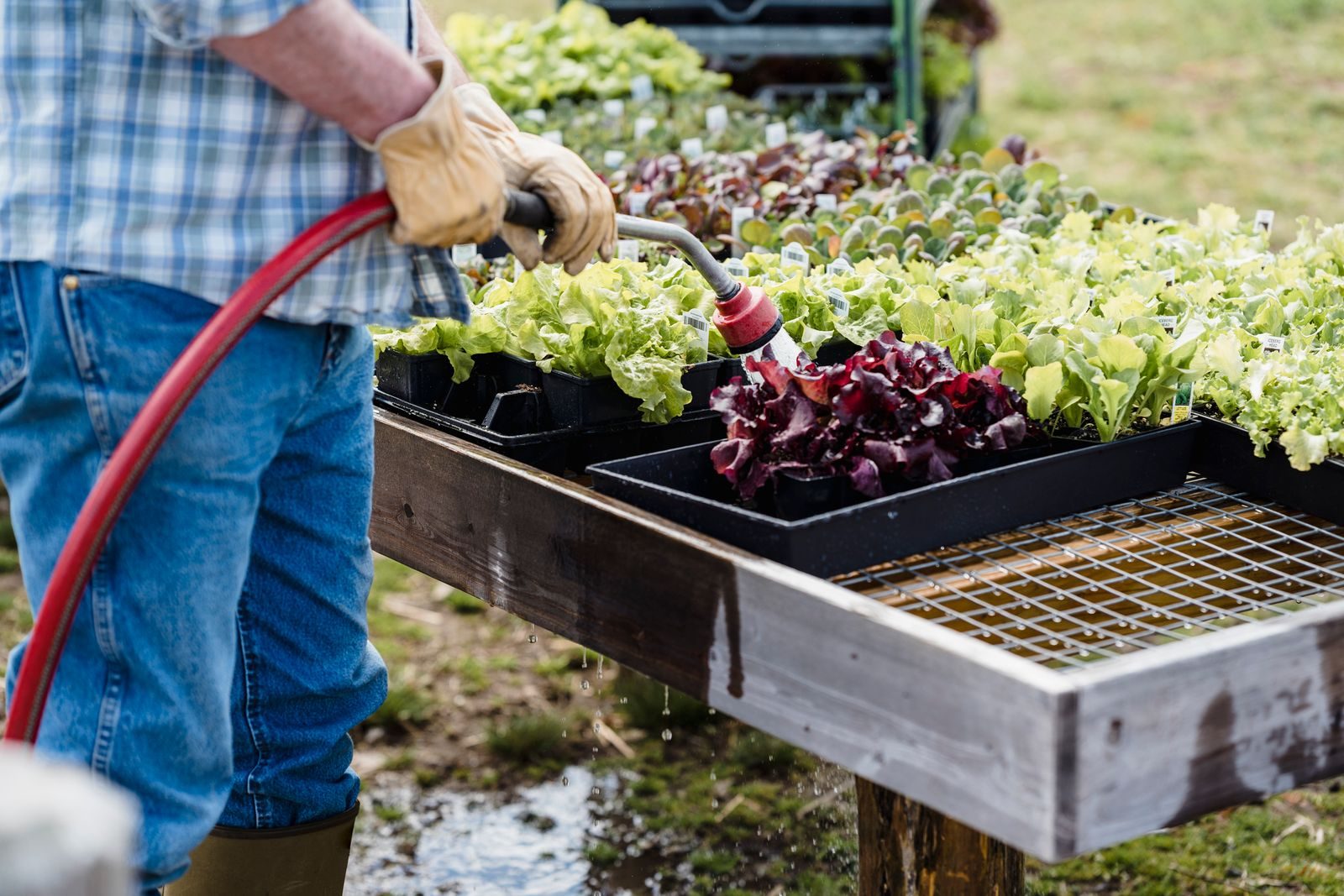9 kitchen scraps you can turn into new plants at home