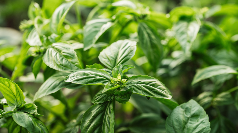 Grow the healthiest basil with these 14 tips