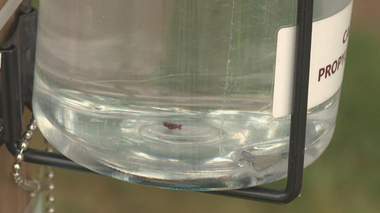 Dane County launches tick check stations as urgent care visits spike