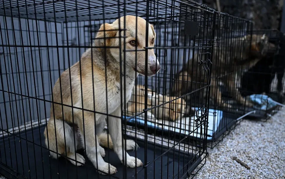 Recent dog rescues highlight growing abandonment concerns