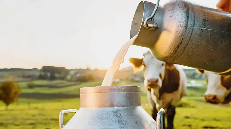 World Milk Day 2026: Celebrating women farmers and the nutritional ...