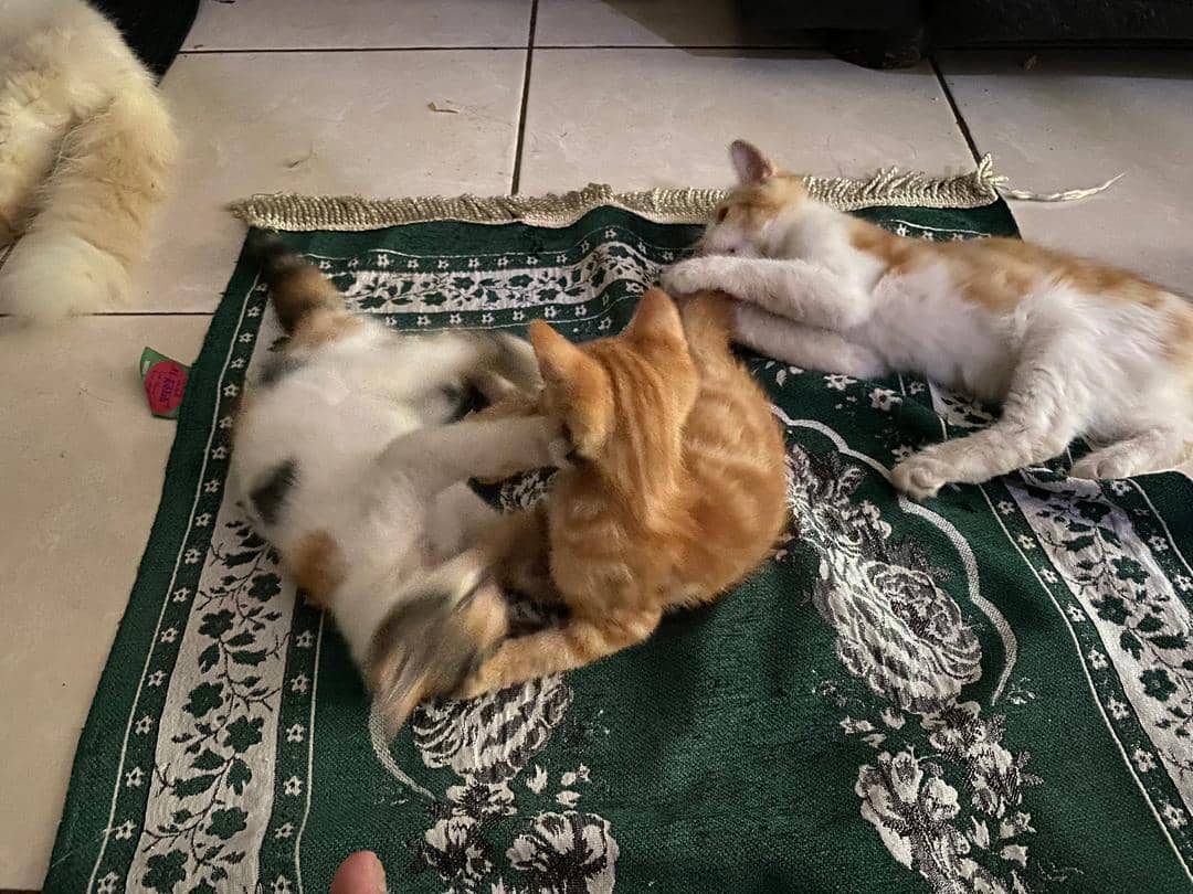Mengapa kucing senang duduk di sajadah? Inilah penjelasannya