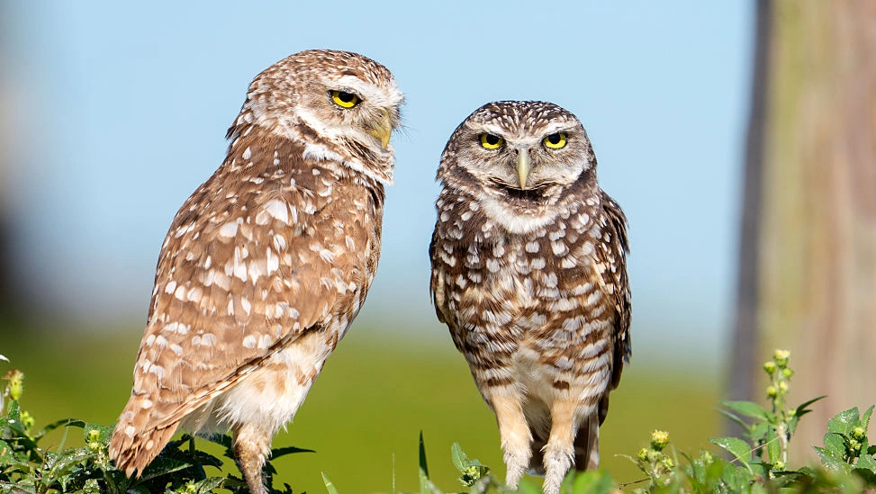 Turn your backyard into an owl haven