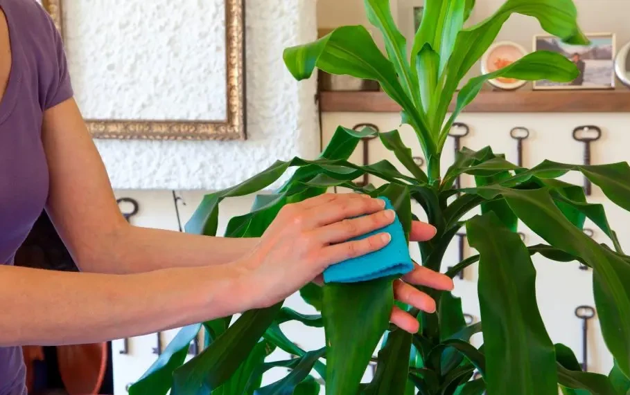 ZZ plant care made simple for happy leaves
