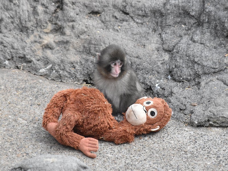 'Punch' the viral monkey at Japan zoo draws 43 mil. yen in donations as ...