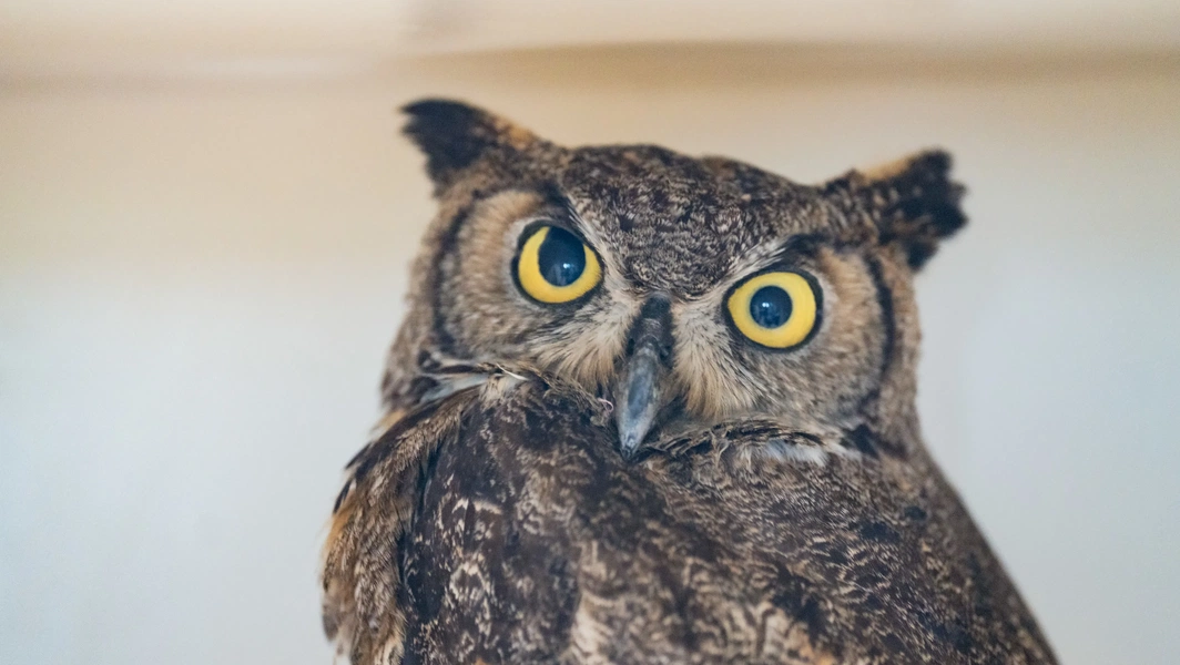 7 nocturnal predators of the United States