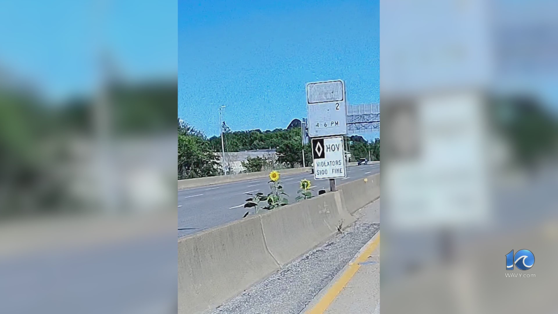 VDOT removes sunflowers on I-564 for safety reasons