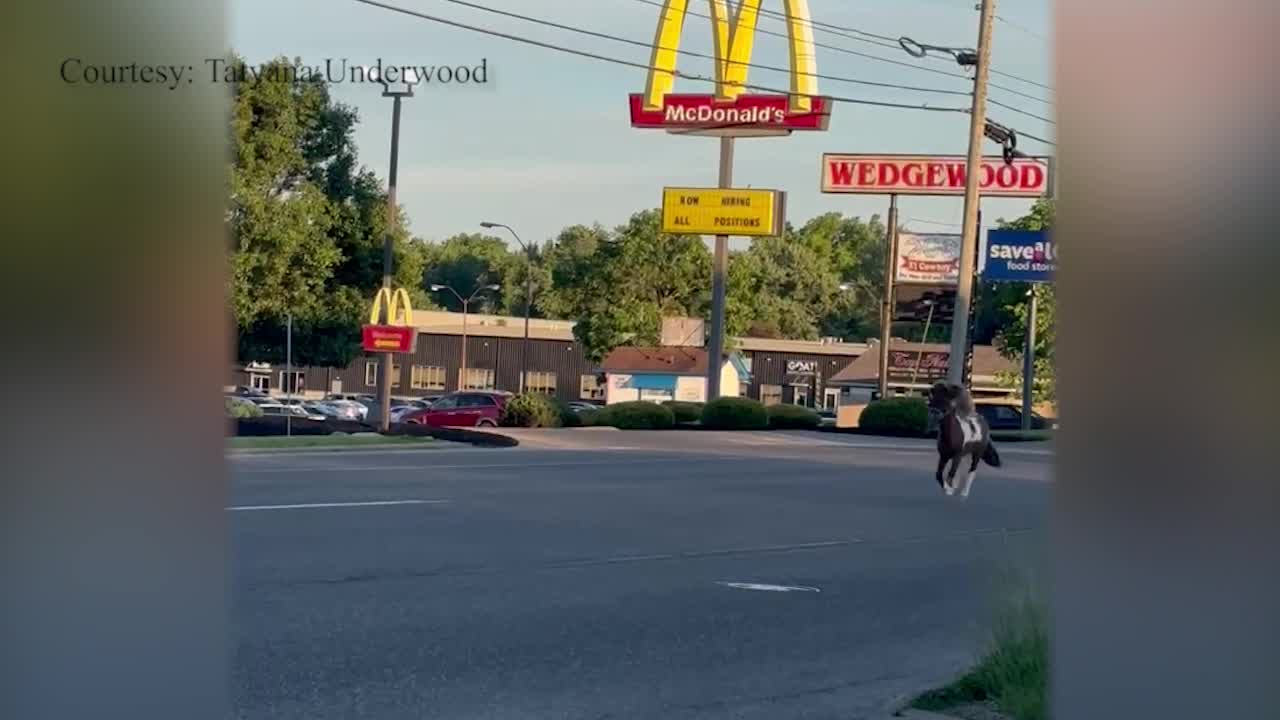 Hold on to your horses: Police chase roaming pony in Austintown