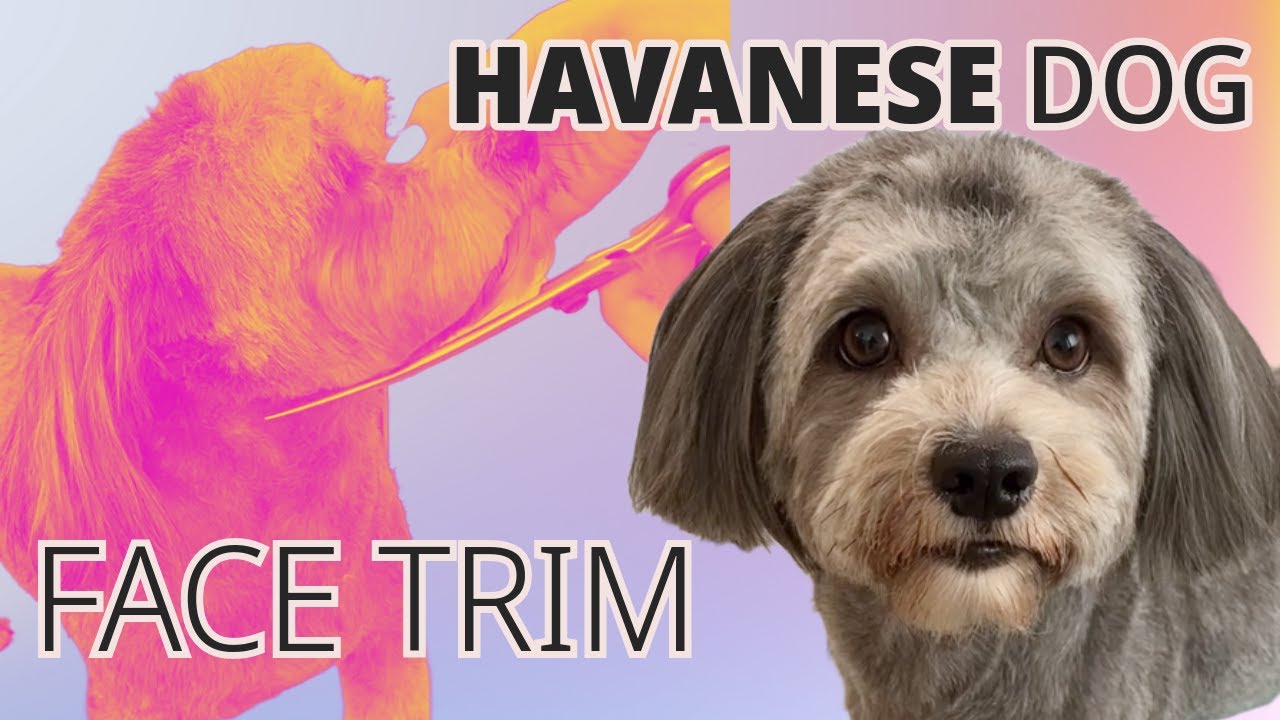 Adorable face grooming for small dogs: Meggie’s step-by-step makeover!