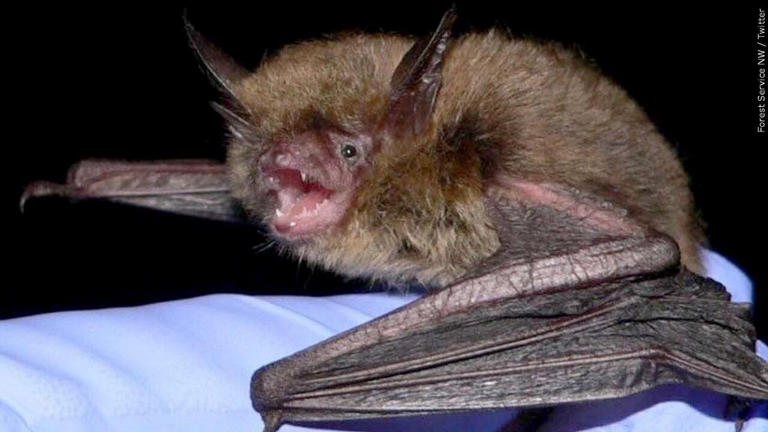 Bat tests positive for rabies in North Stonington