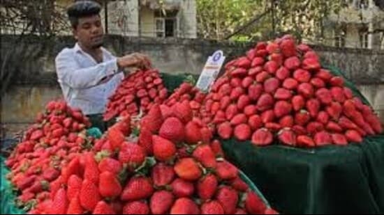 HAU scientists identify pathogen behind strawberry wilt disease